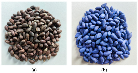 Detection of Cotton Seed Damage Based on Improved YOLOv5