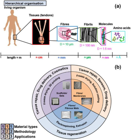 Advanced Biomedical Applications of Multifunctional Natural and ...