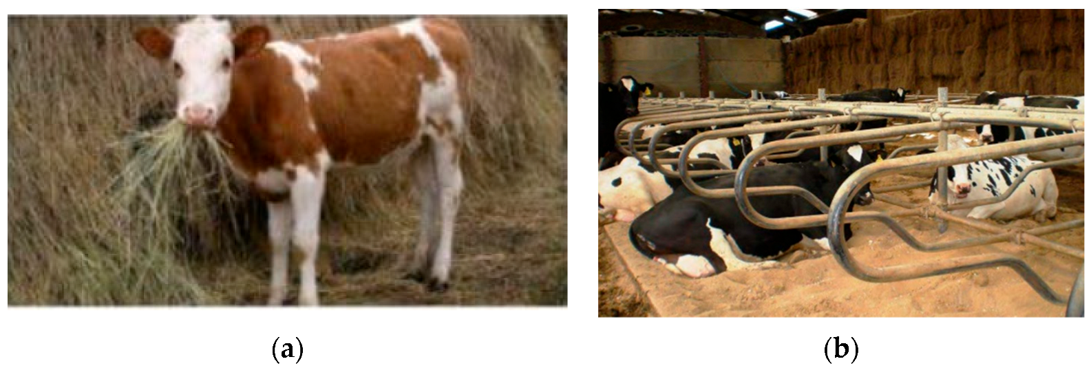 Monitoring the Ignition of Hay and Straw by Radiant Heat