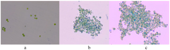 Production of Biohydrogen from Microalgae Biomass after Wastewater ...
