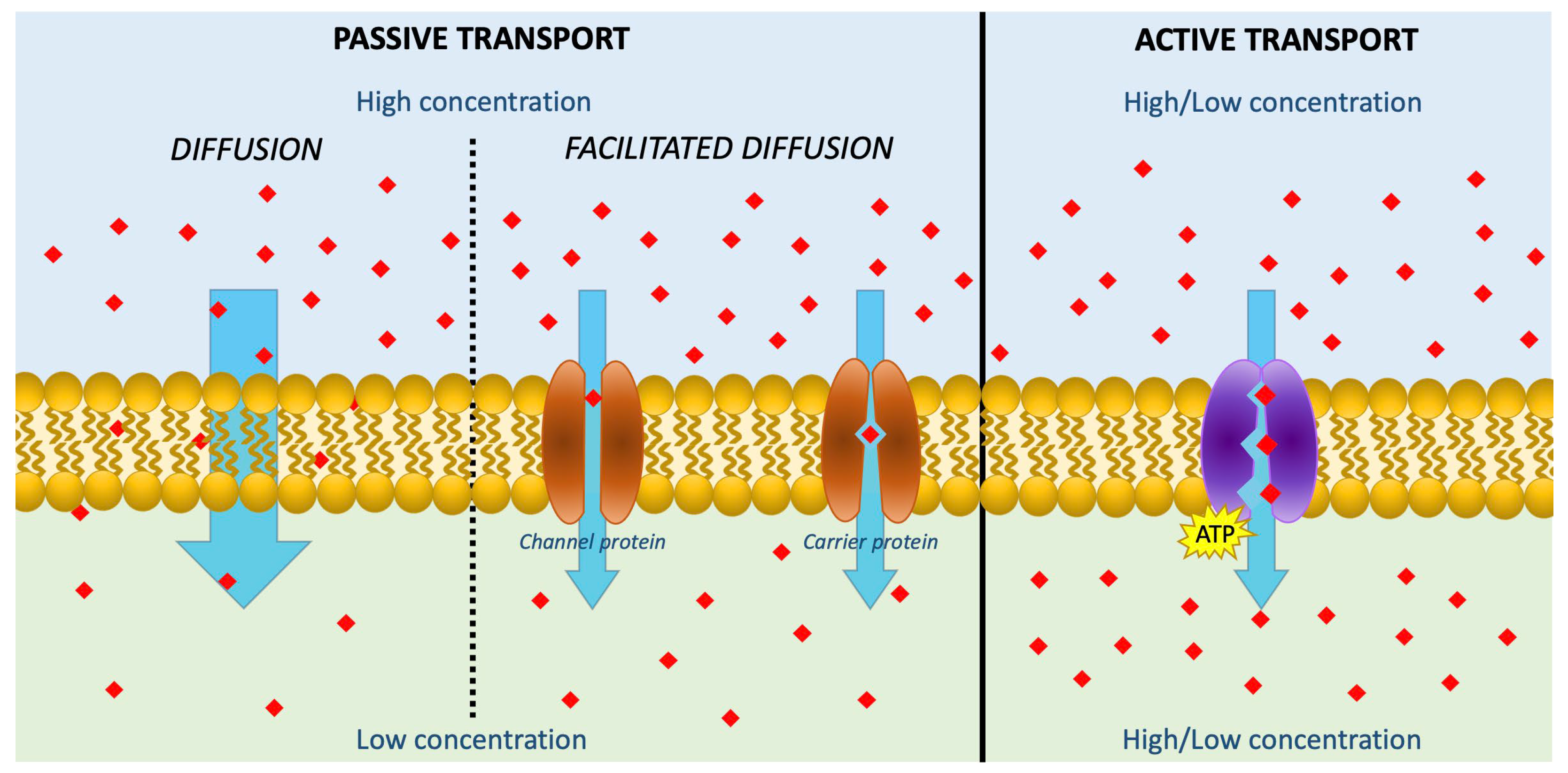 Processes | Free Full-Text | Advances in Ascorbic Acid (Vitamin C) Manufacturing: Green ...