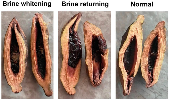 Research Progress on Processing Technology of Refined Betel Nut in ...