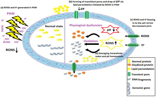 Comparison of the Bacterial Inactivation Efficiency of Water Activated ...