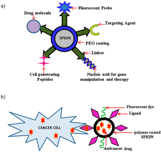 SPIONs Magnetophoresis and Separation via Permanent Magnets: Biomedical ...
