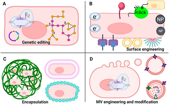 Review of the Potential of Probiotics in Disease Treatment: Mechanisms ...