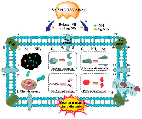 Processes | Free Full-Text | Sodium Alginate–Soy Protein Isolate–Chitosan–Capsaicin–Nanosilver ...