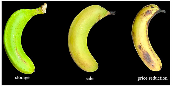 Automatic Detection of Banana Maturity—Application of Image Recognition ...