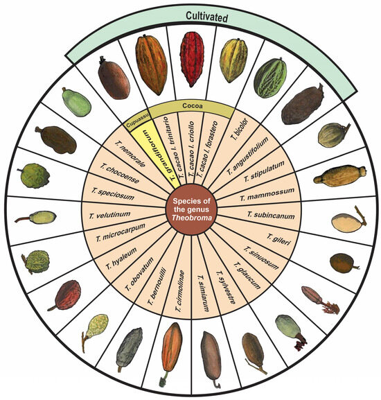 Cupuassu Fruit, a Non-Timber Forest Product in Sustainable Bioeconomy ...
