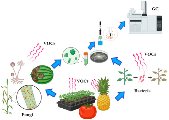 Volatile Organic Compounds as a Diagnostic Tool for Detecting Microbial ...