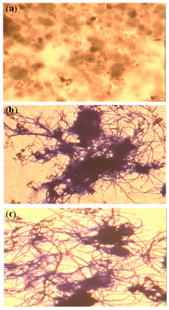 Population Composition, Physiology and Ecology of Filamentous Bacteria ...