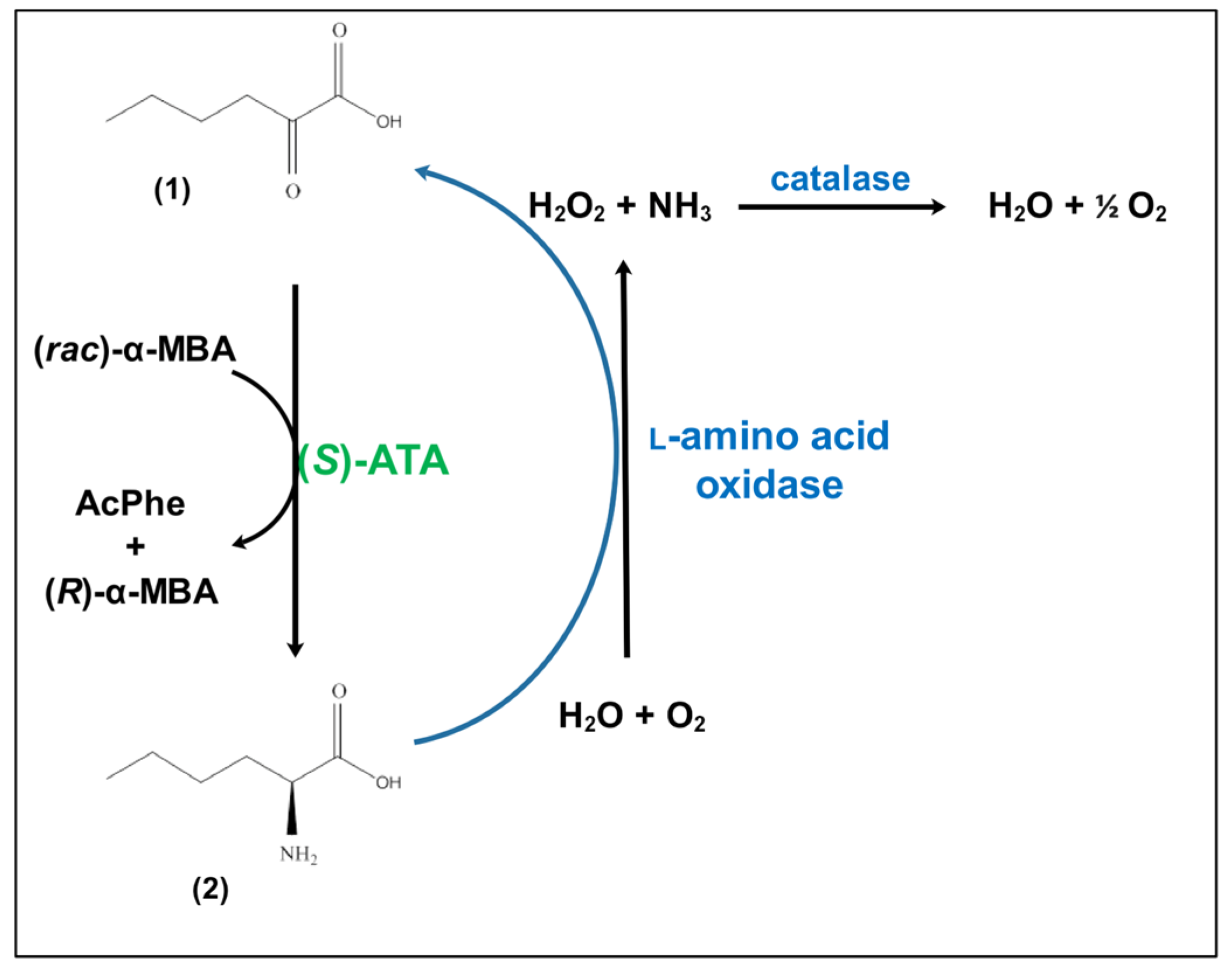 The Promising Role of Amine Transaminase Cascades in the Synthesis of ...