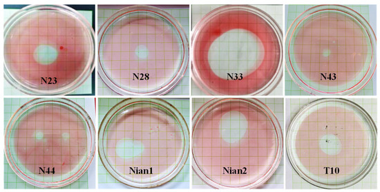 Isolation and Characterization of Biosurfactant-Producing Bacteria for ...