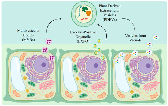 Plant-Derived Extracellular Vesicles: Natural Nanocarriers for Biotechnological Drugs
