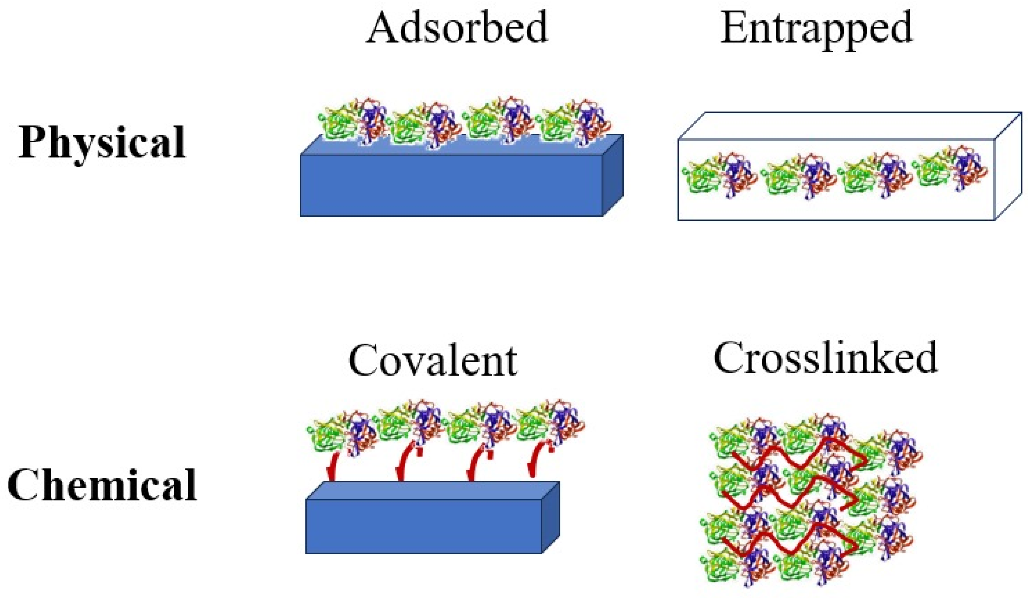 Immobilization of Enzymes in Polymeric Materials Based on Polyamide: A ...