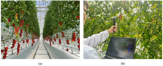Development of an Optimized YOLO-PP-Based Cherry Tomato Detection System for Autonomous ...