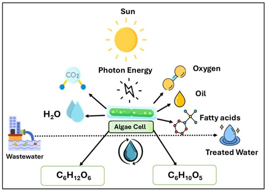 Biofuels from Microalgae: A Review on Microalgae Cultivation, Biodiesel ...