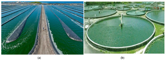Biofuels from Microalgae: A Review on Microalgae Cultivation, Biodiesel Production Techniques ...