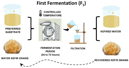 Water Kefir: Review of Microbial Diversity, Potential Health Benefits ...