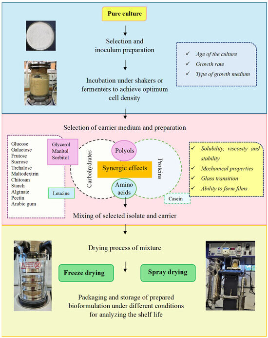 Freeze and Spray Drying Technologies to Produce Solid Microbial ...