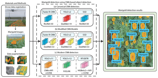 Drone-Based Marigold Flower Detection Using Convolutional Neural Networks