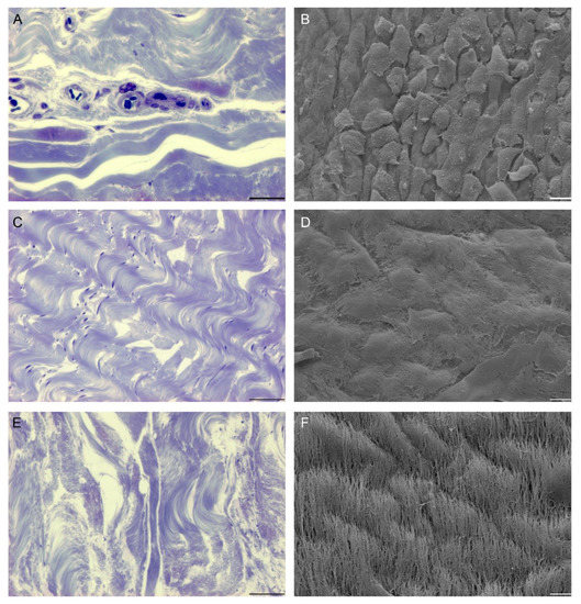 Prosthesis | Free Full-Text | Decellularized Porcine Pericardium ...