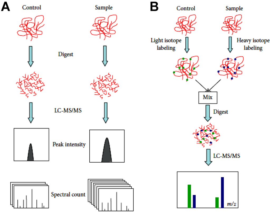 Comparative and Quantitative Global Proteomics Approaches: An Overview
