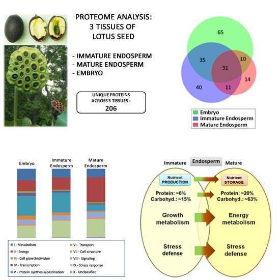 Proteomes | Free Full-Text | Immature Seed Endosperm and Embryo ... Proteomes | Free Full-Text | Immature Seed Endosperm and Embryo ...
