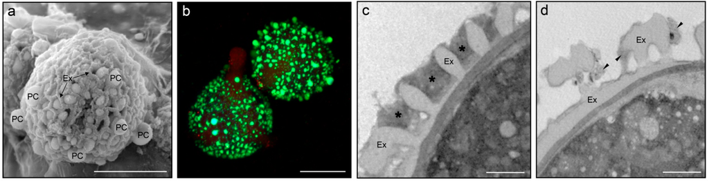 The Pollen Coat Proteome: At the Cutting Edge of Plant Reproduction