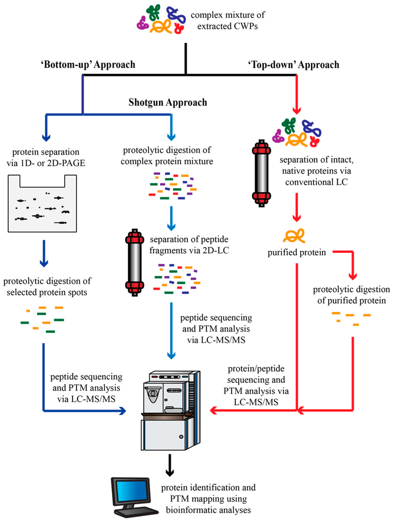 Proteomes | Free Full-Text | Extraction and Characterization of ...