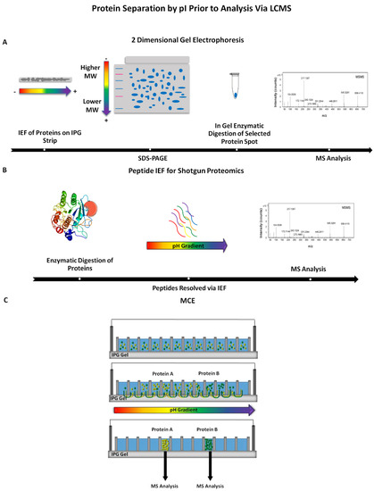 Isoelectric Point Separations of Peptides and Proteins