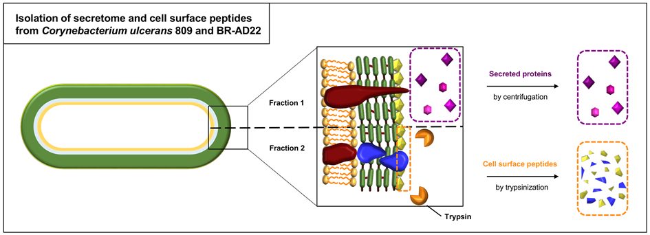 Proteomes | Free Full-Text | Surface and Extracellular Proteome of the ...