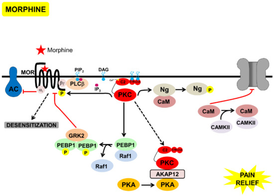 Exploring Morphine-Triggered PKC-Targets and Their Interaction with ...