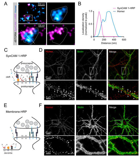 Mapping the Proteome of the Synaptic Cleft through Proximity Labeling ...