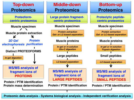 Characterization of Contractile Proteins from Skeletal Muscle Using Gel-Based Top-Down Proteomics