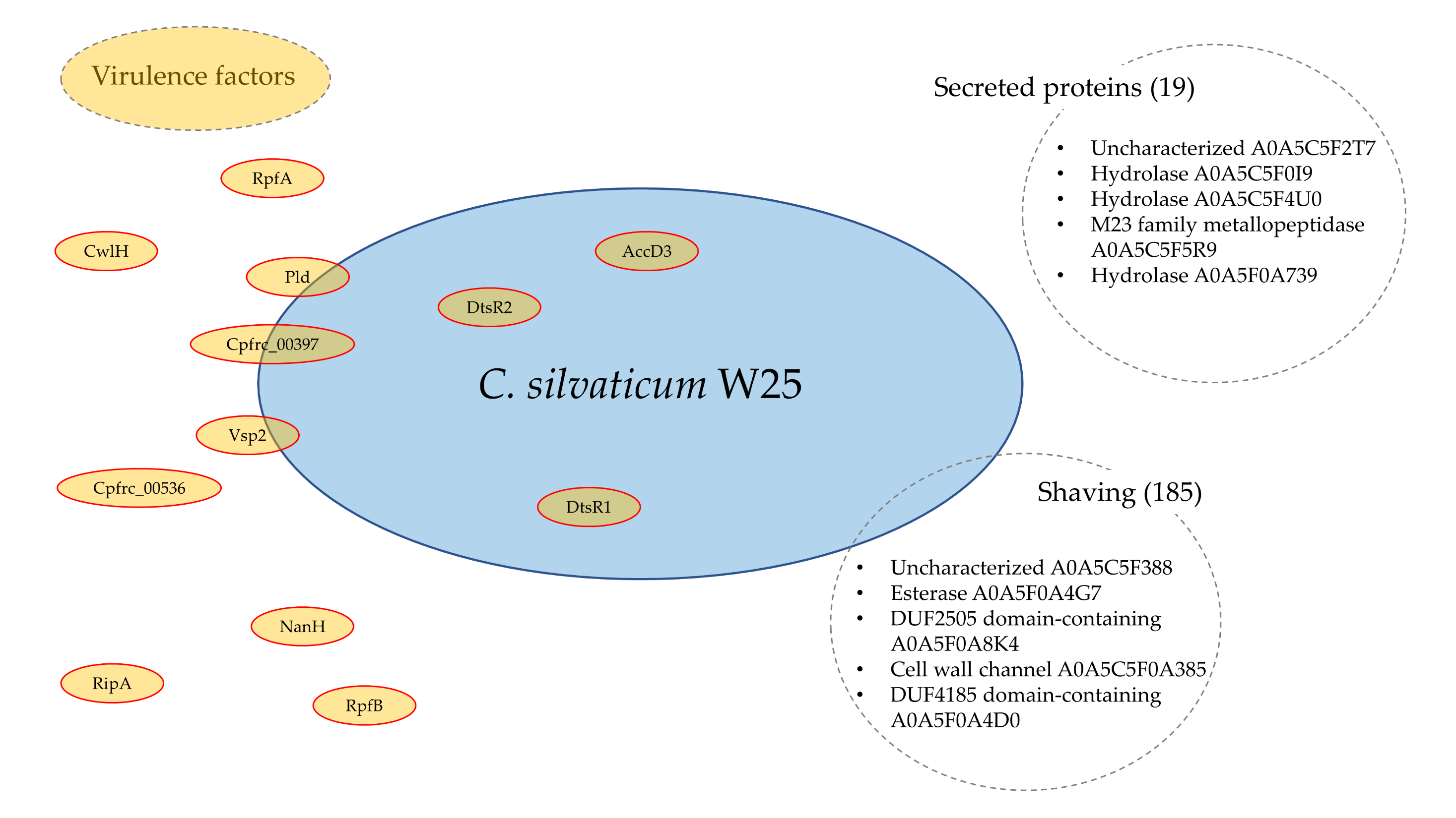 Proteomes | Free Full-Text | Cellular and Extracellular Proteome of the ...