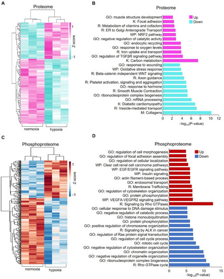 Integrative Proteomic and Phosphoproteomic Analyses of Hypoxia-Treated Pulmonary Artery Smooth ...