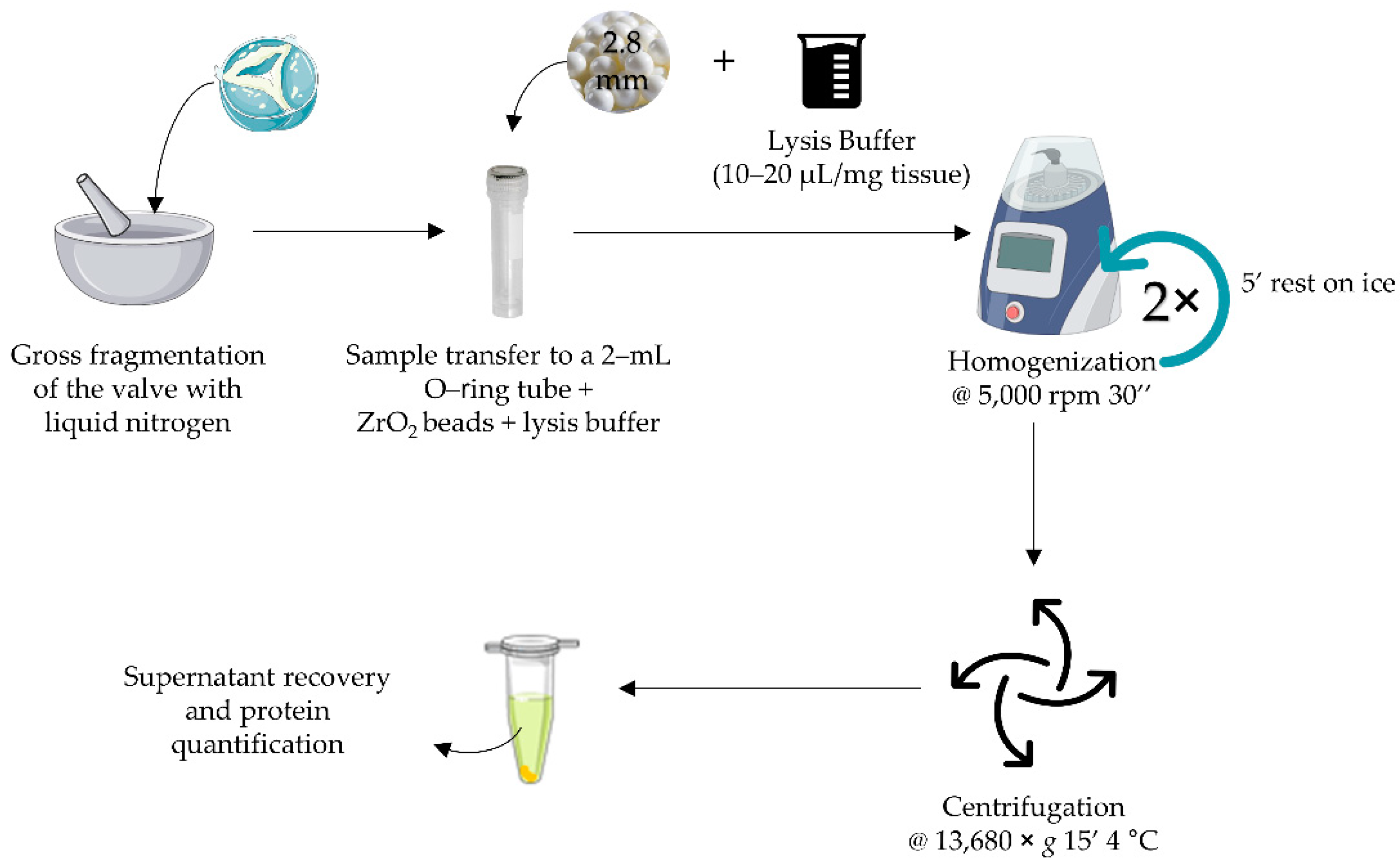 Lysis Buffer Recipe For Protein Extraction Bryont Blog
