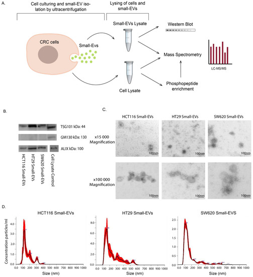 Proteomes | Free Full-Text | Characterisation of Colorectal Cancer Cell ...