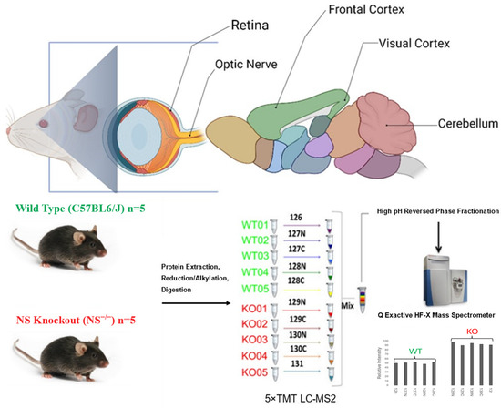 Quantitative Proteomics Reveal Region-Specific Alterations in ...