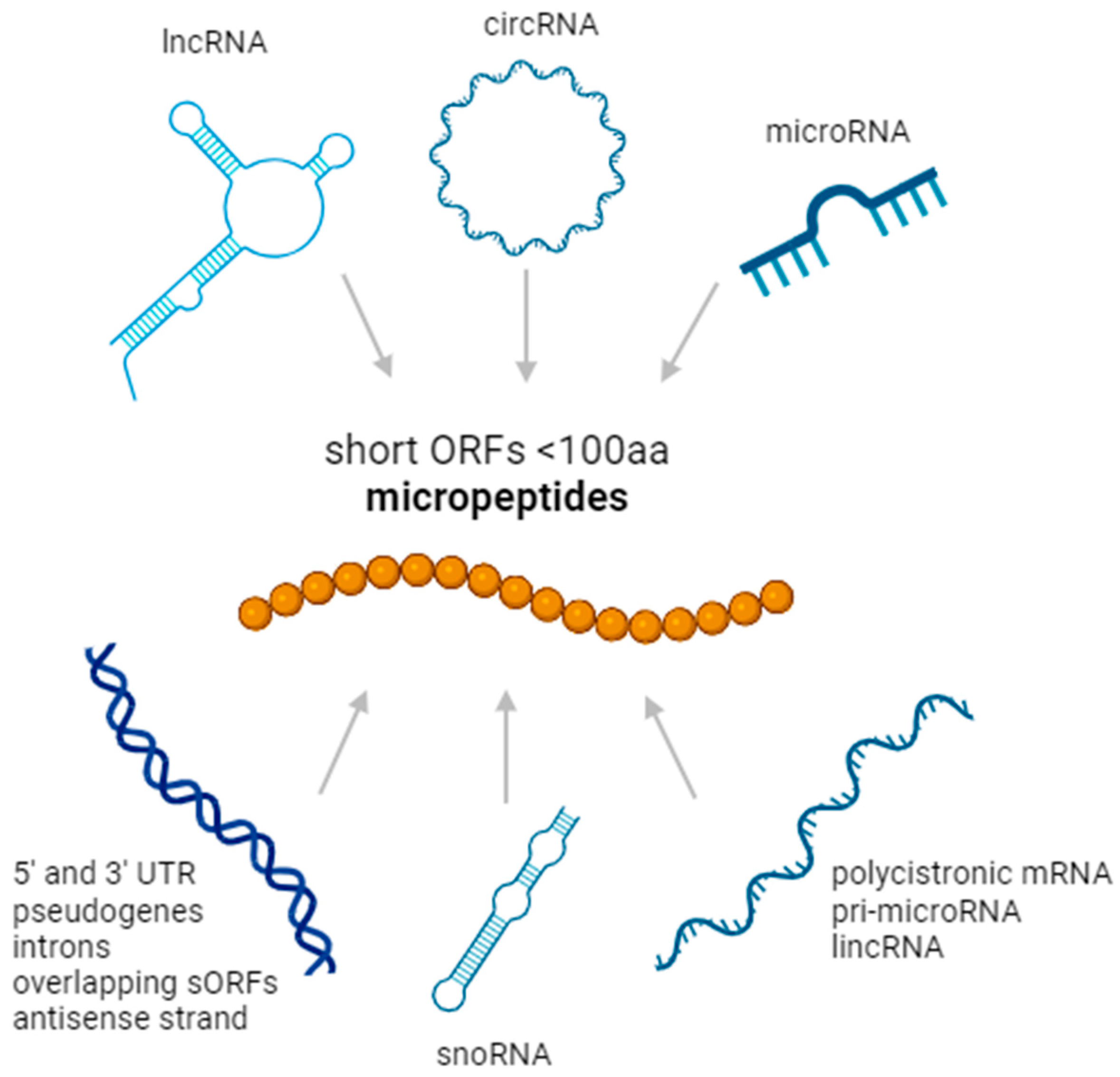 Multi-Omic Approaches in Cancer-Related Micropeptide Identification