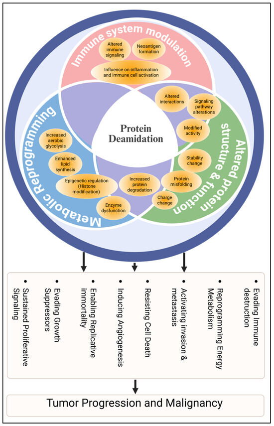 Advances in the Study of Protein Deamidation: Unveiling Its Influence on Aging, Disease ...