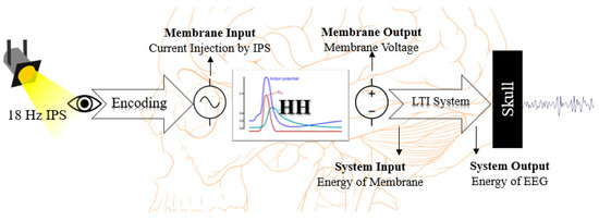 Physical Sciences Forum | Free Full-Text | A Computational Model to Determine Membrane Ionic ...