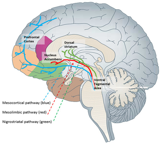 Neurobiological Theories of Addiction: A Comprehensive Review