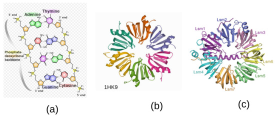 Finite Groups for the Kummer Surface: The Genetic Code and a Quantum ...