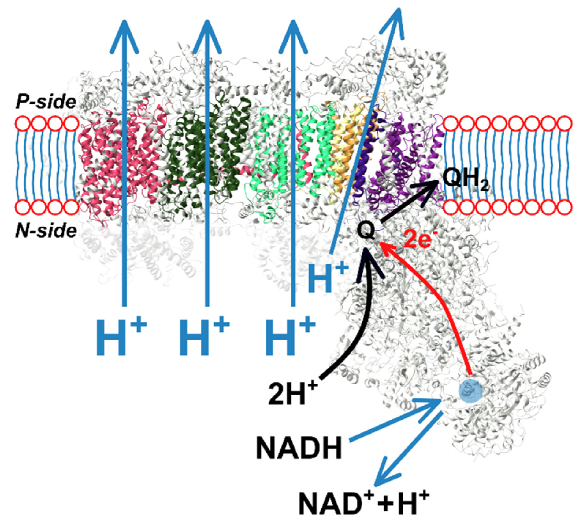 Electron Transport Chain Complex 1