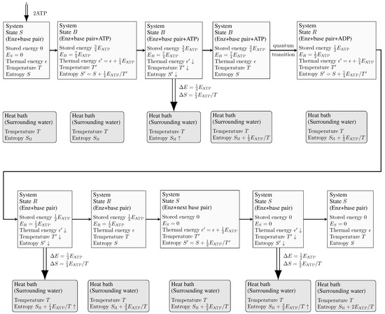 Quantum Reports | Free Full-Text | ATP-Dependent Mismatch Recognition ...