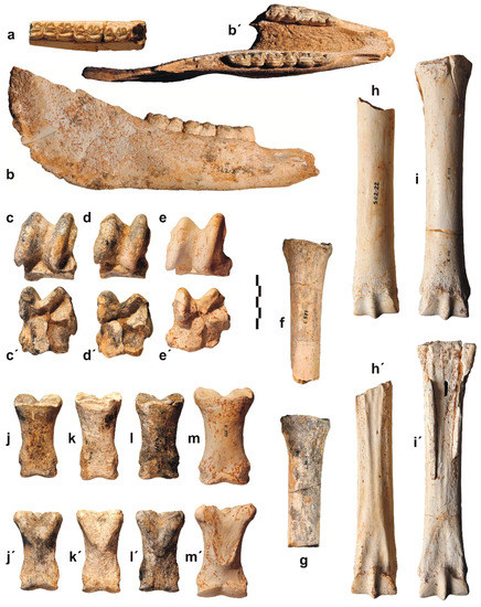 Quaternary | Special Issue : Advances in Quaternary Studies: The ...