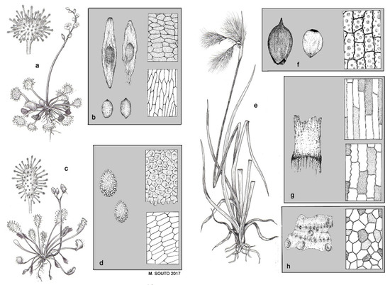 The Use of Plant Macrofossils for Paleoenvironmental Reconstructions in ...