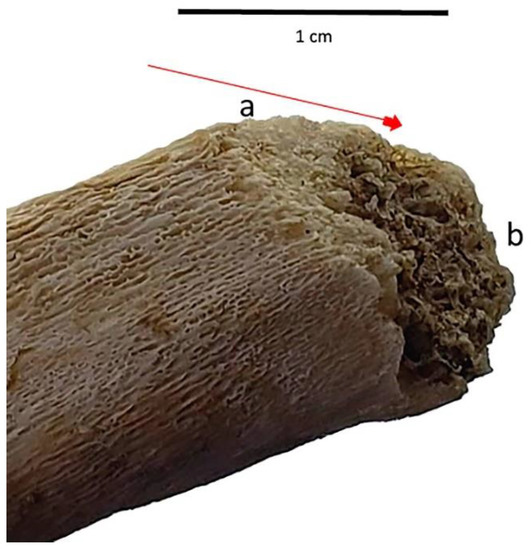 Quaternary | Free Full-Text | Macroscopic Chop Mark Identification on ...