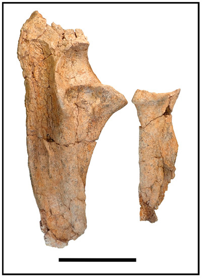 Quaternary | Free Full-Text | Late Pleistocene Paramylodon harlani ...